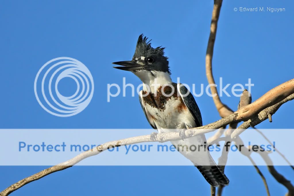 The Kingfisher Thread | Page 2 | DPReview Forums