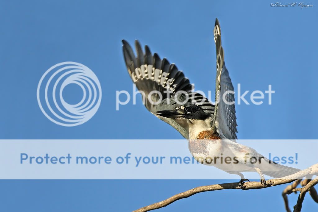 The Kingfisher Thread | Page 2 | DPReview Forums